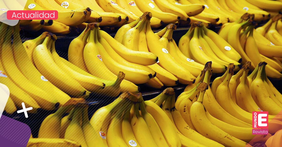 El banano colombiano llega al Medio Oriente, norte de África y sur de ...